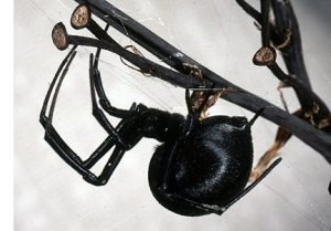Hoe giftig is knopiespinnekoppe, selonsrose, siringabessies, skerpioene ...